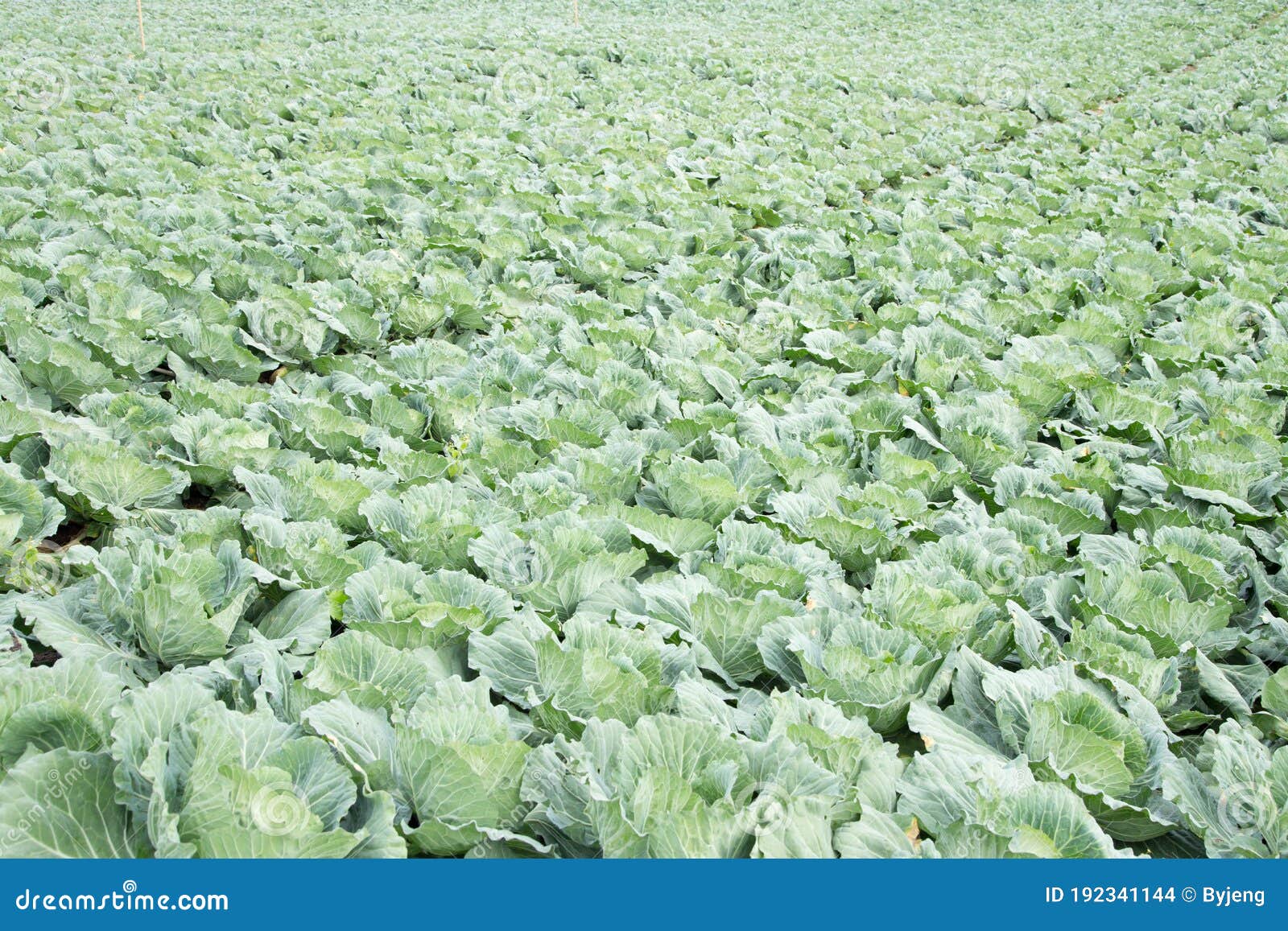 Organic cabbage farm stock photo. Image of diet, grow - 192341144