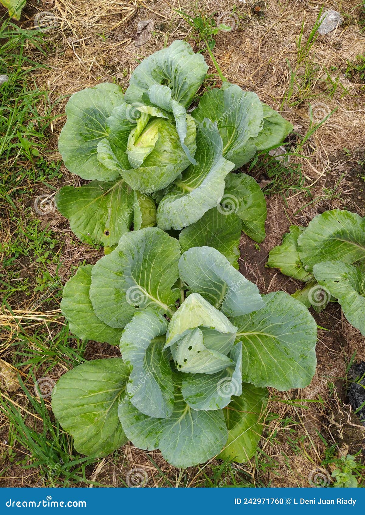 Cabbage on farm stock photo. Image of tree, soil, cabbage - 242971760