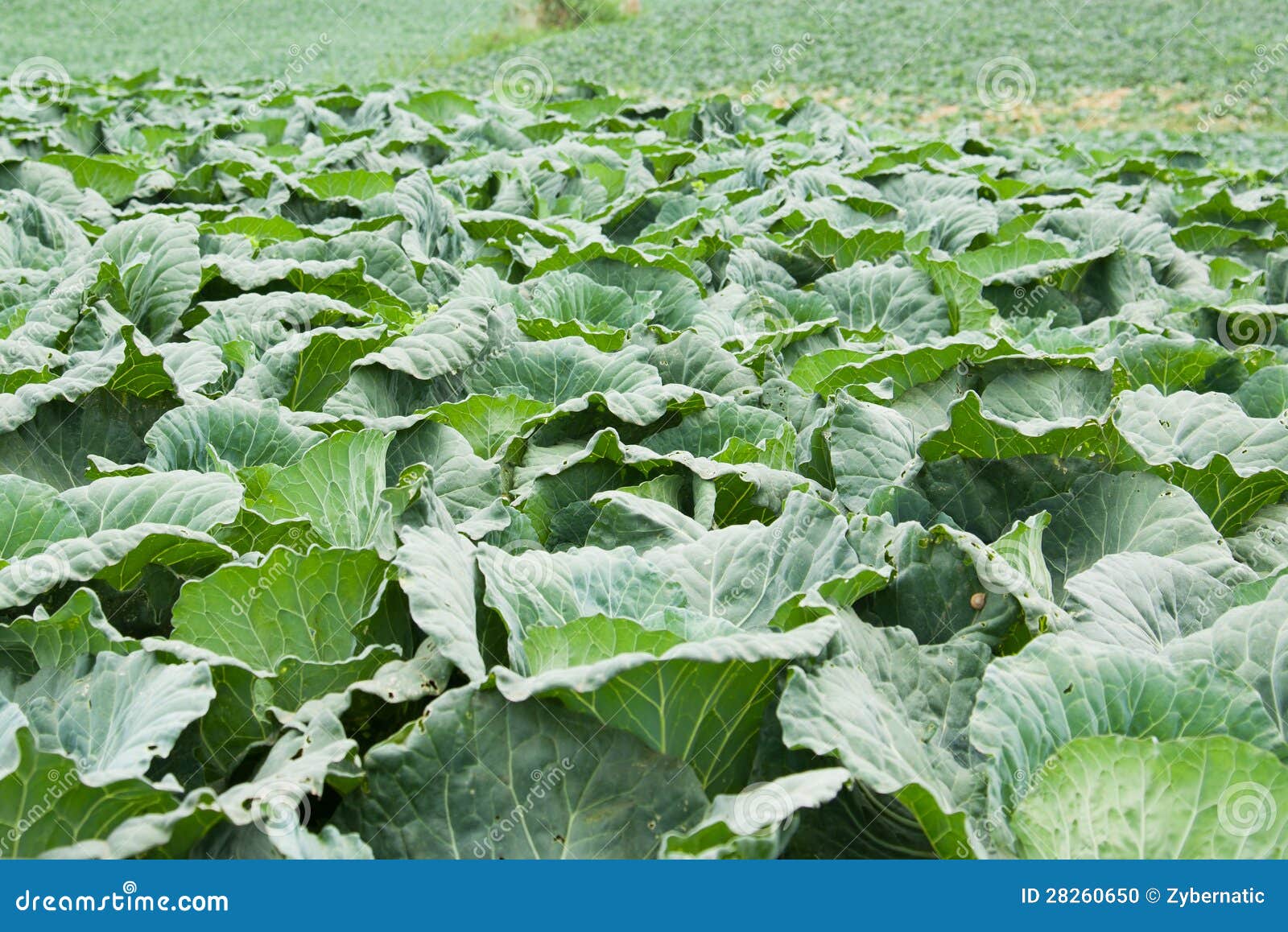 Cabbage Farm stock photo. Image of salad, nature, organic - 28260650