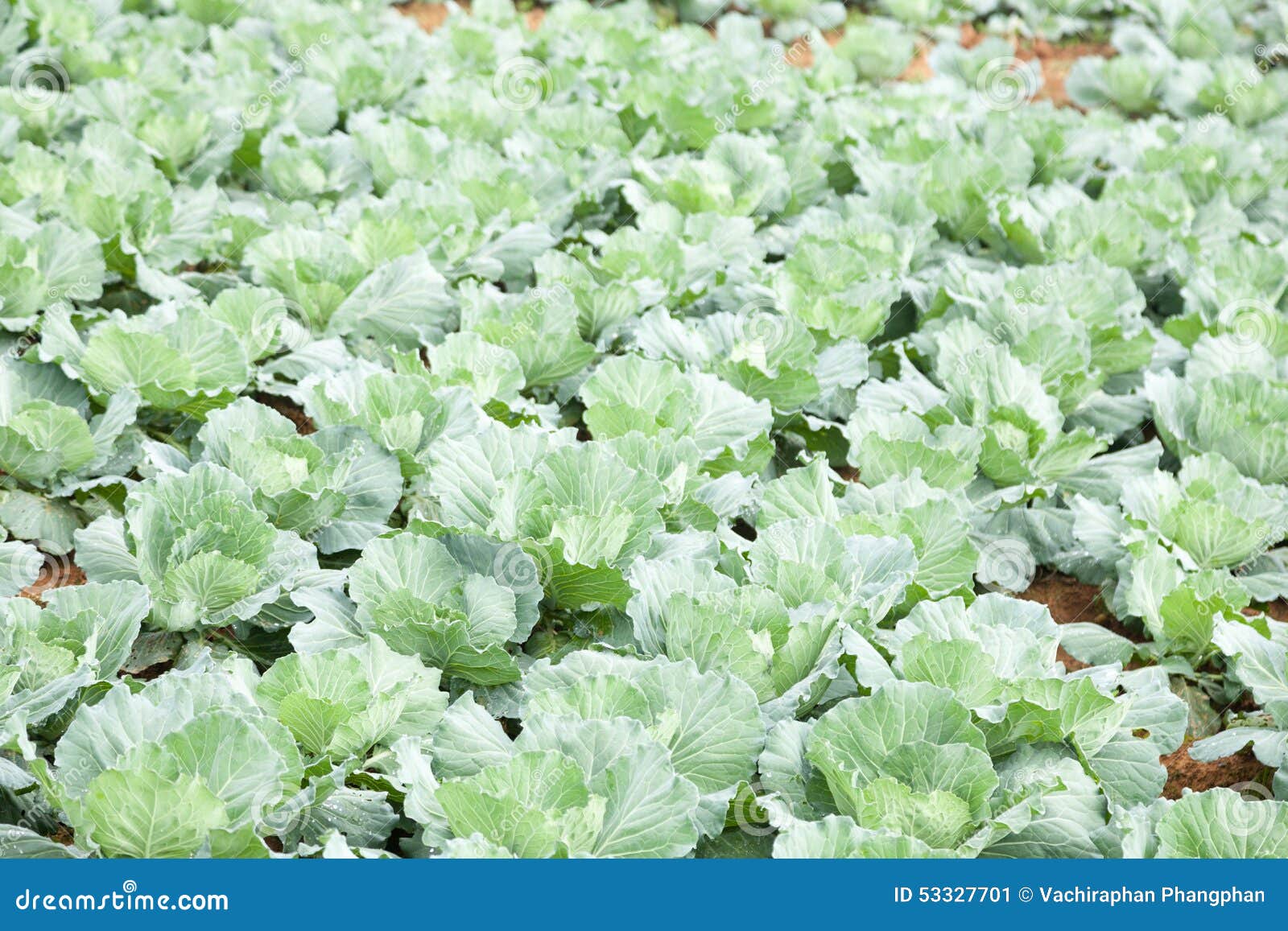 Cabbage farm agriculture stock image. Image of cultivated - 53327701