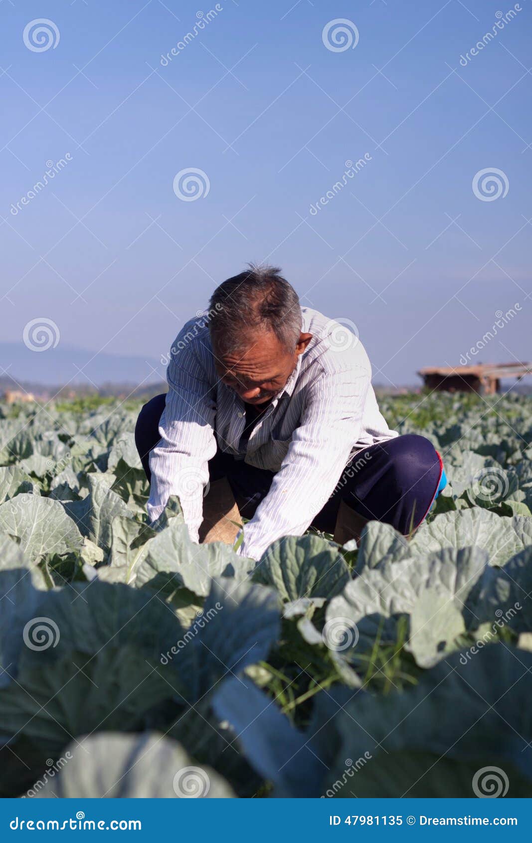Cabbage farm editorial image. Image of cabbage, agriculture - 47981135