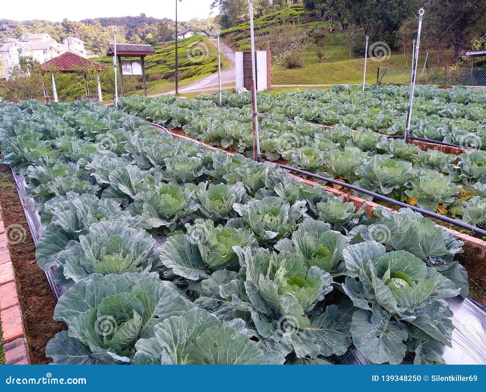 Cabbage stock photo. Image of cabbage, farm, highland - 139348250