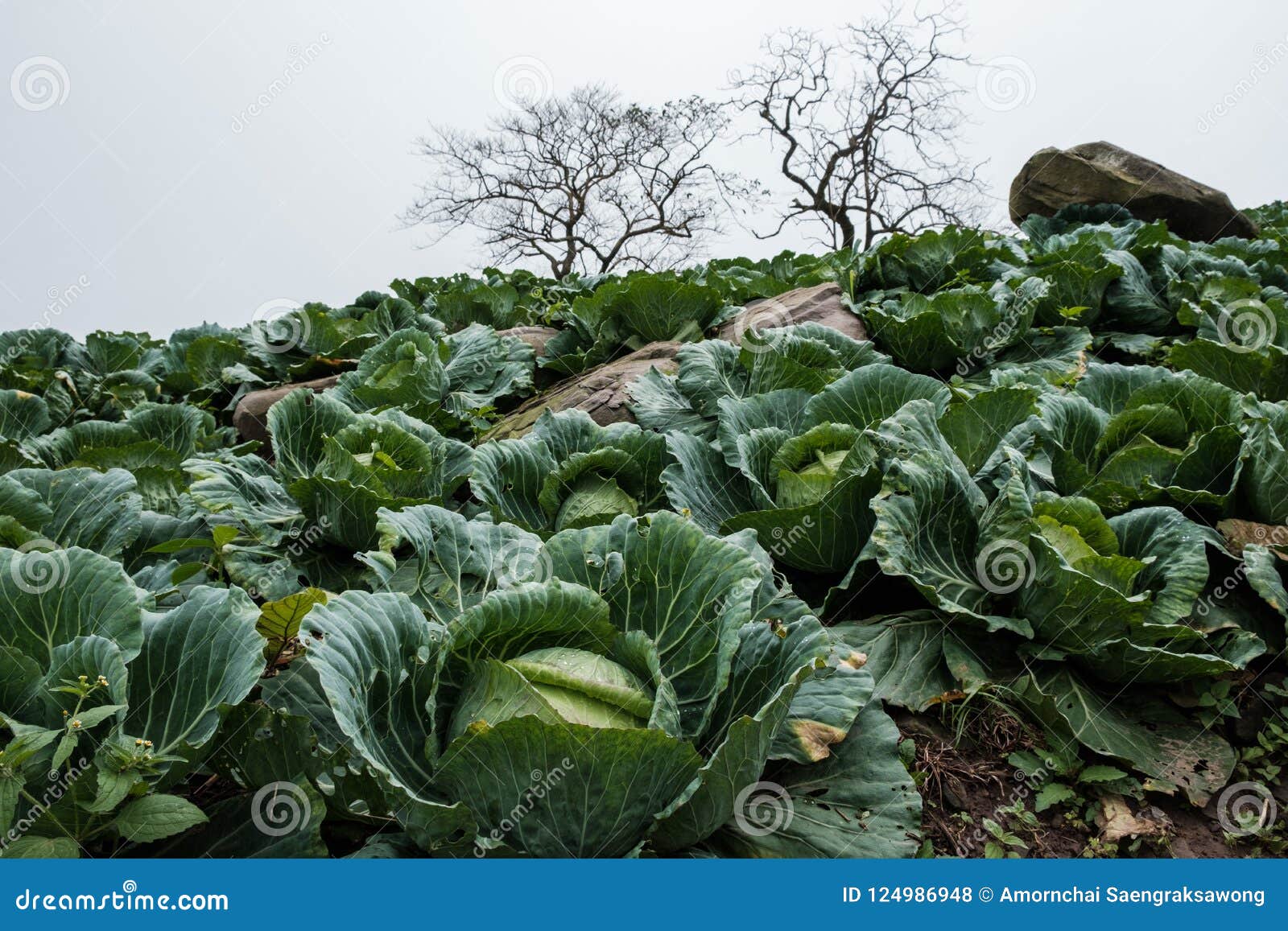 Cabbage Farm with Dry Trees. Stock Photo - Image of green, foliage ...