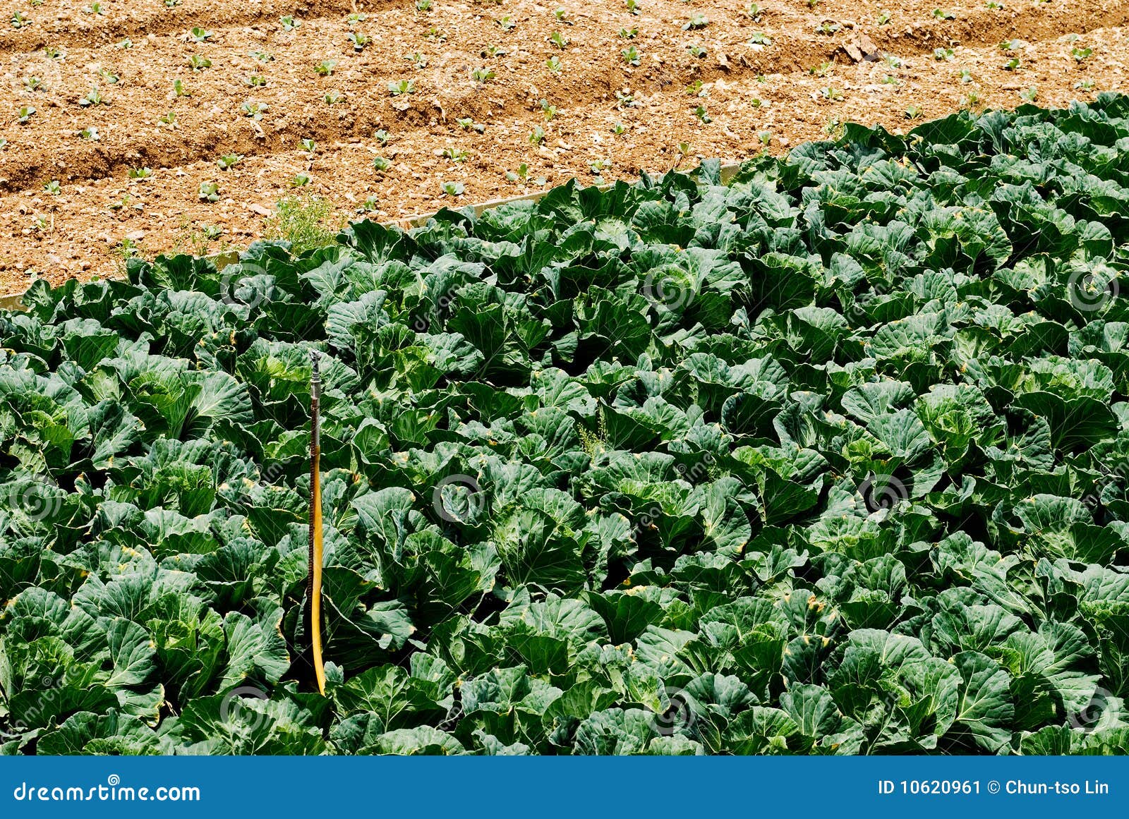 Cabbage farm after harvest stock image. Image of agriculture - 10620961