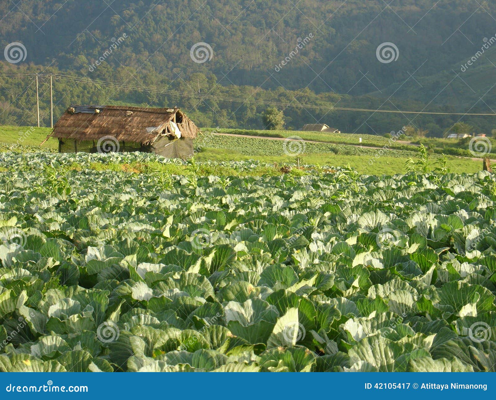 Cabbage farm stock image. Image of cabbage, blue, buddha - 42105417