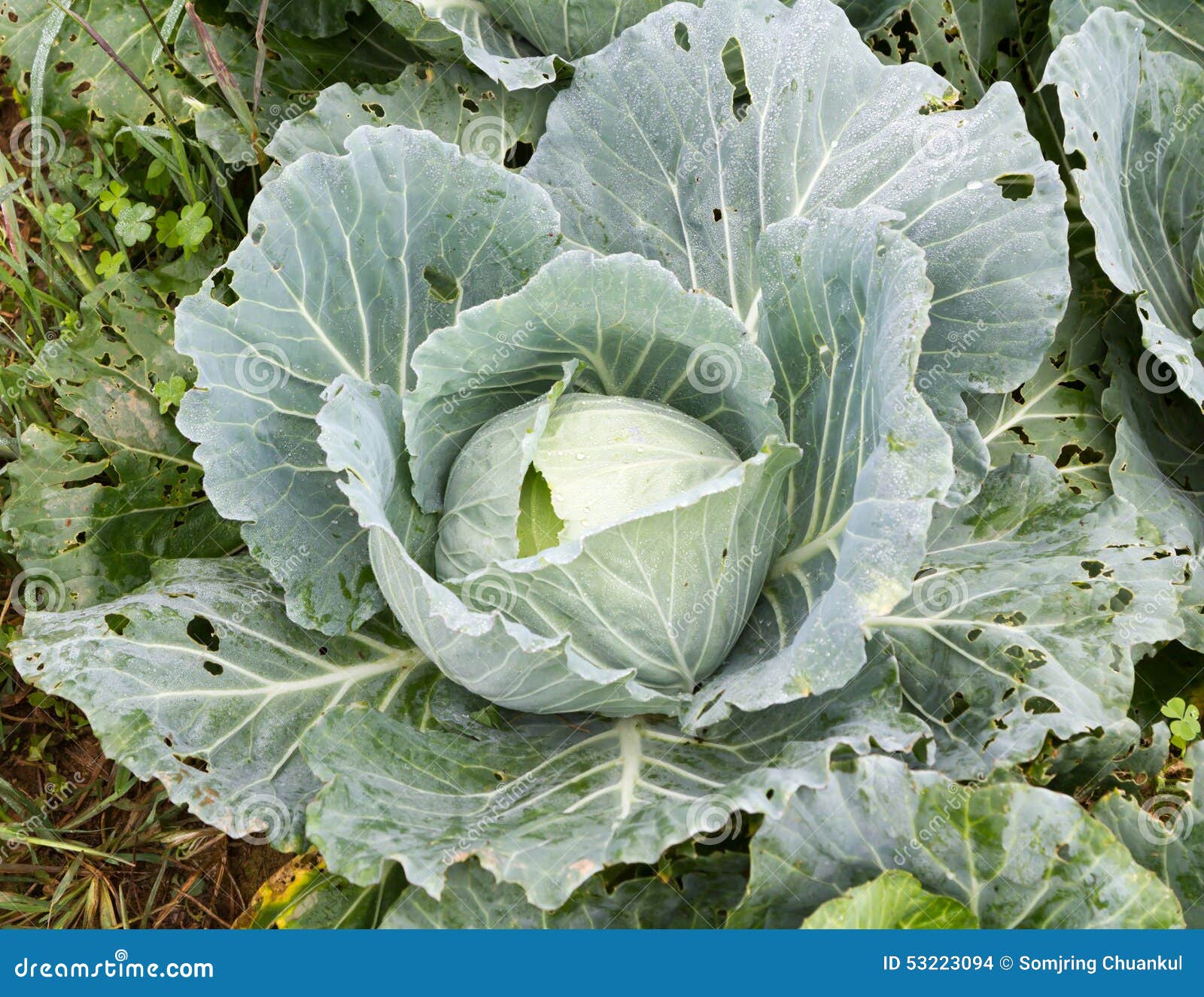 Cabbage Farm on Mountain in Thailand Stock Photo - Image of green, food ...