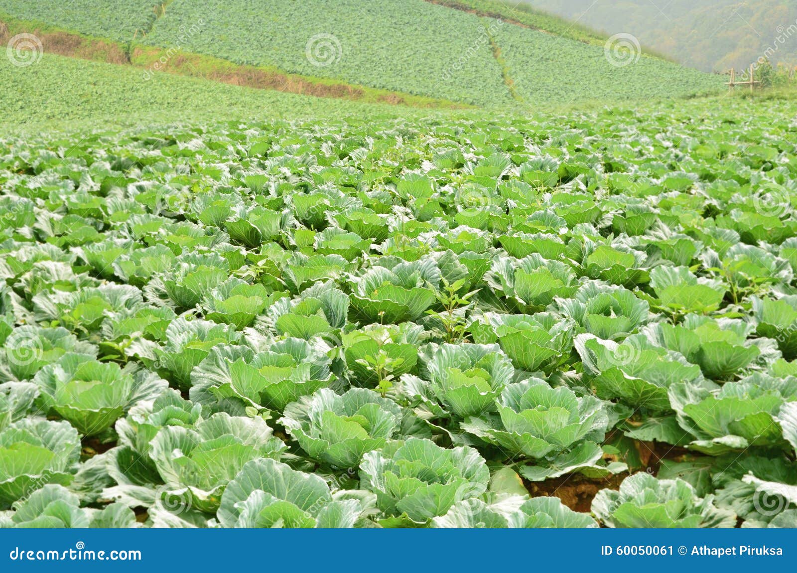 Cabbage Farm on the Mountain Stock Image - Image of bloom, blossom ...
