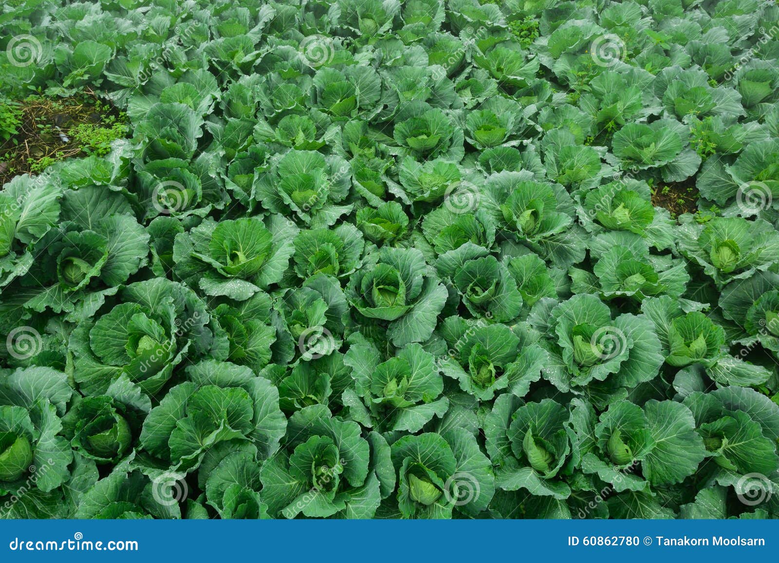 The cabbage farm_02 stock photo. Image of harvest, garden - 60862780
