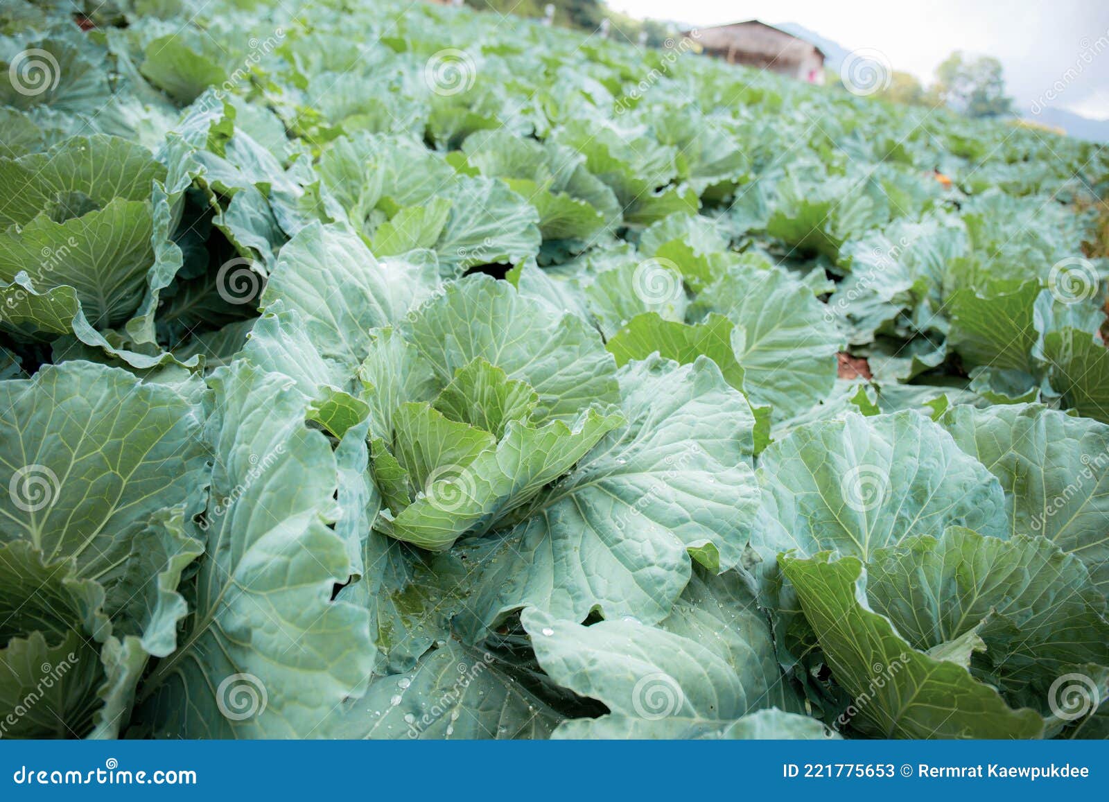 Cabbage in the farm stock image. Image of growpatch - 221775653