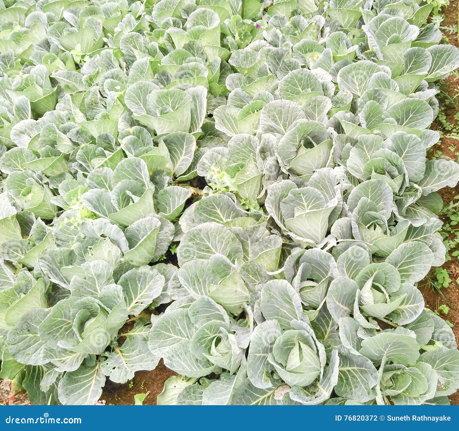 Cabbage Farming stock photo. Image of agriculture, industry - 76820372
