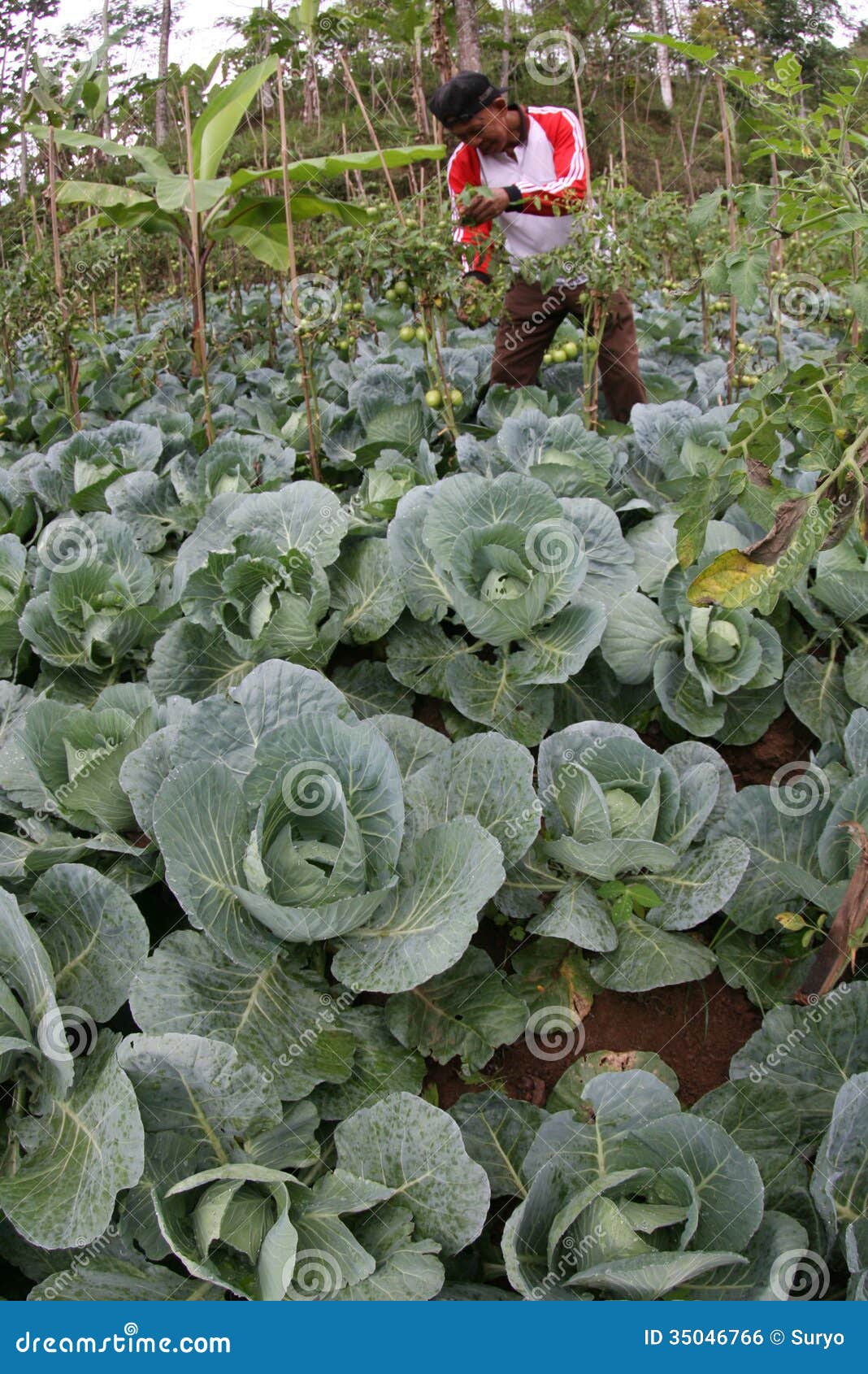 Cabbage editorial photo. Image of produce, indonesia - 35046766