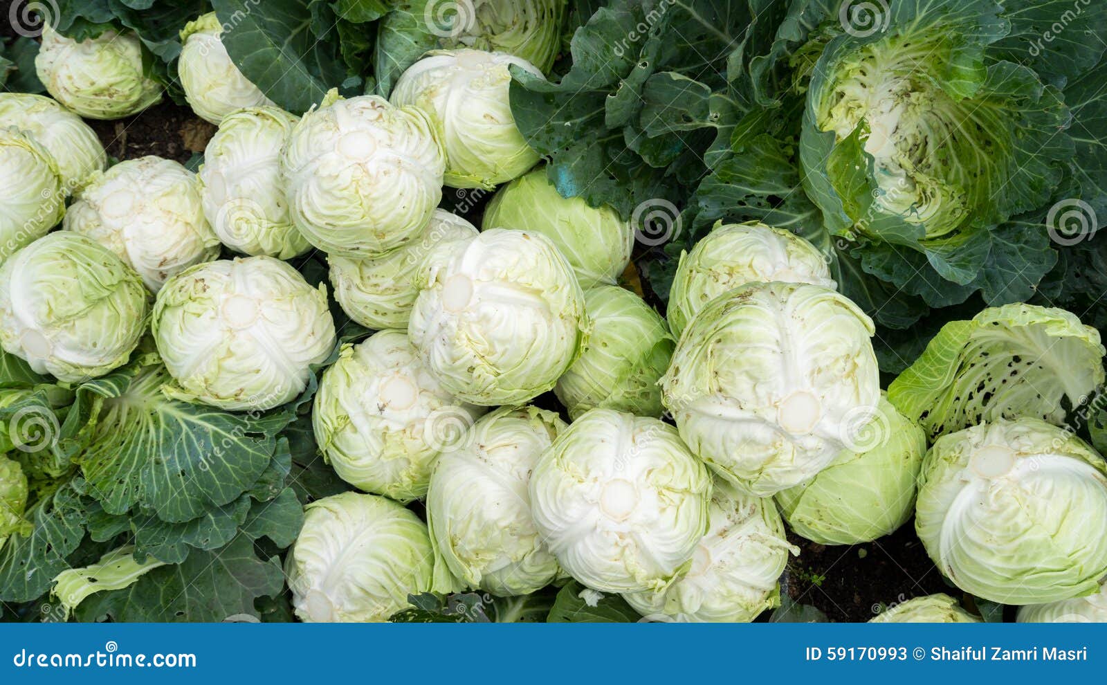 Cabbage Farming at Cameron Highlands, Malaysia. Stock Image - Image of ...