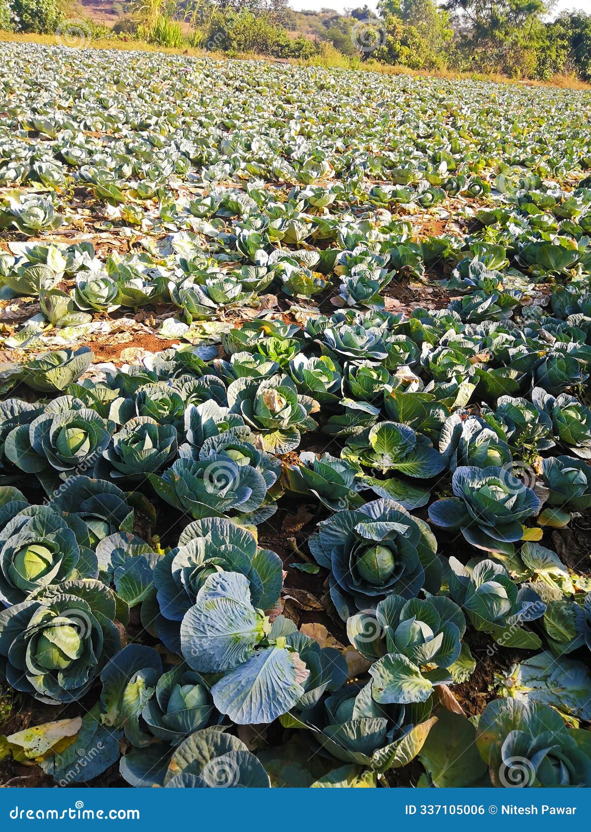 Cabbage farming in forest stock photo. Image of healthy - 337105006