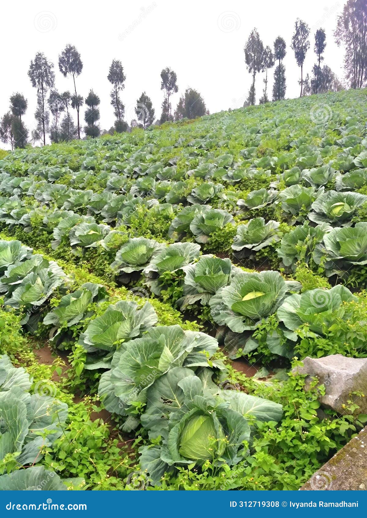 Cabbage Farming Under the Foot of Mount Sindoro, Central Java ...