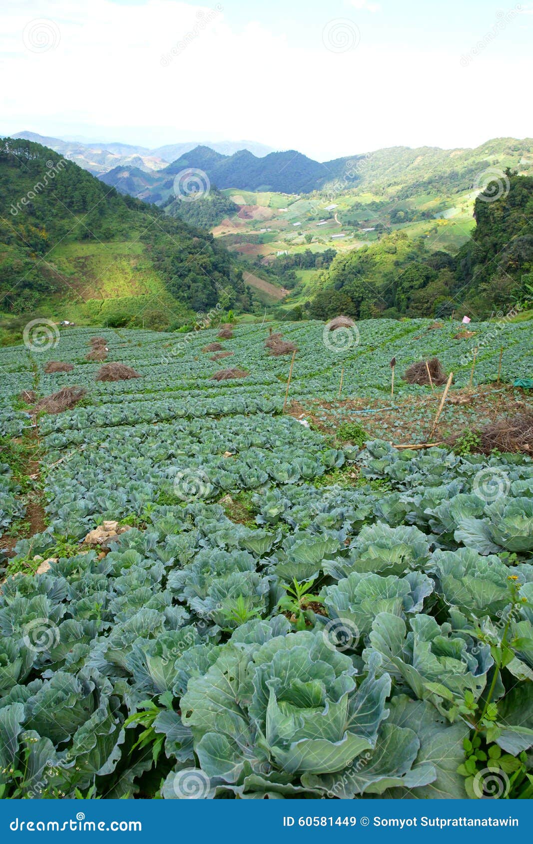 Cabbage farmland stock image. Image of cabbage, farmland - 60581449