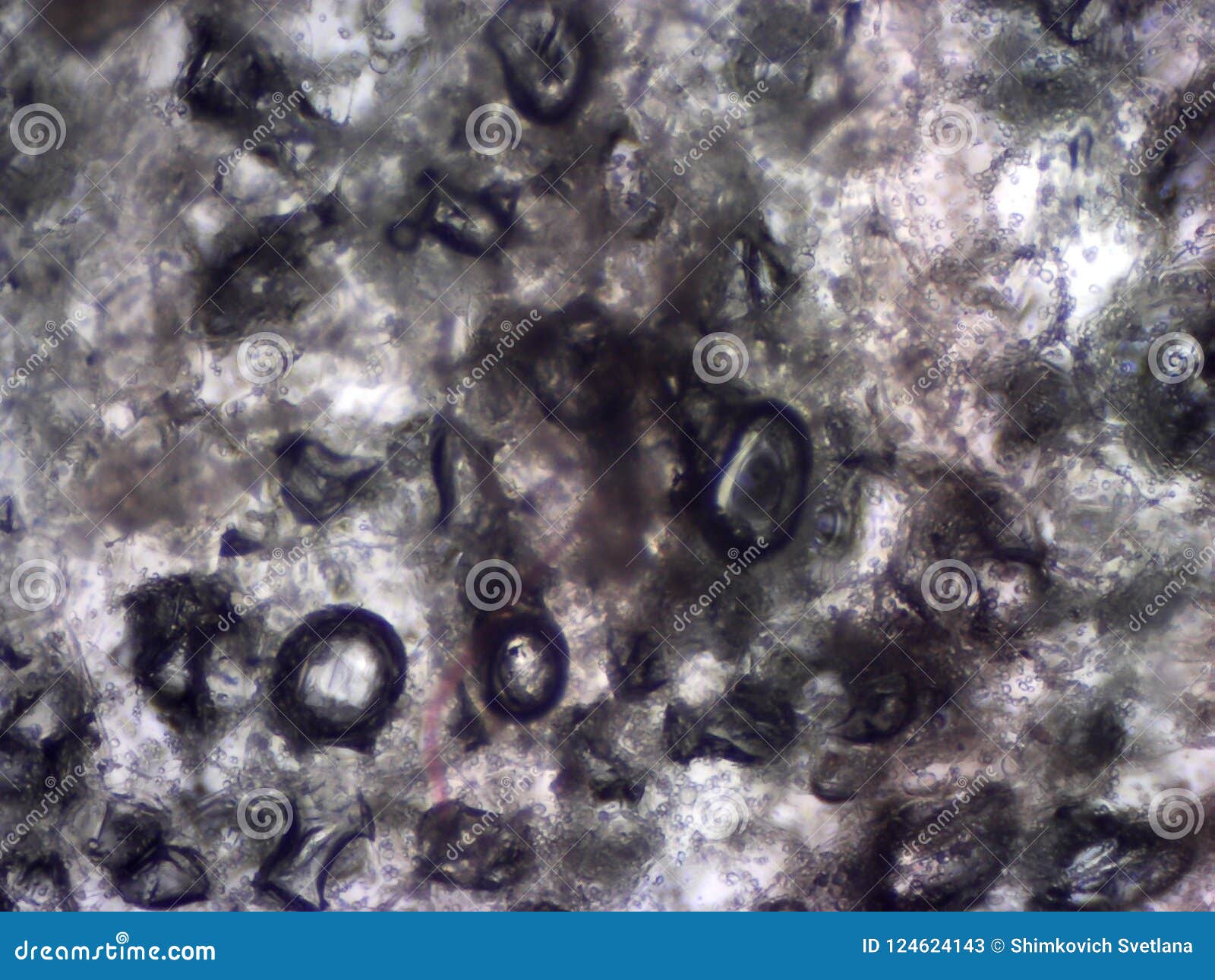 Cabbage Fibers Under a Microscope Stock Image - Image of fiber, nature ...