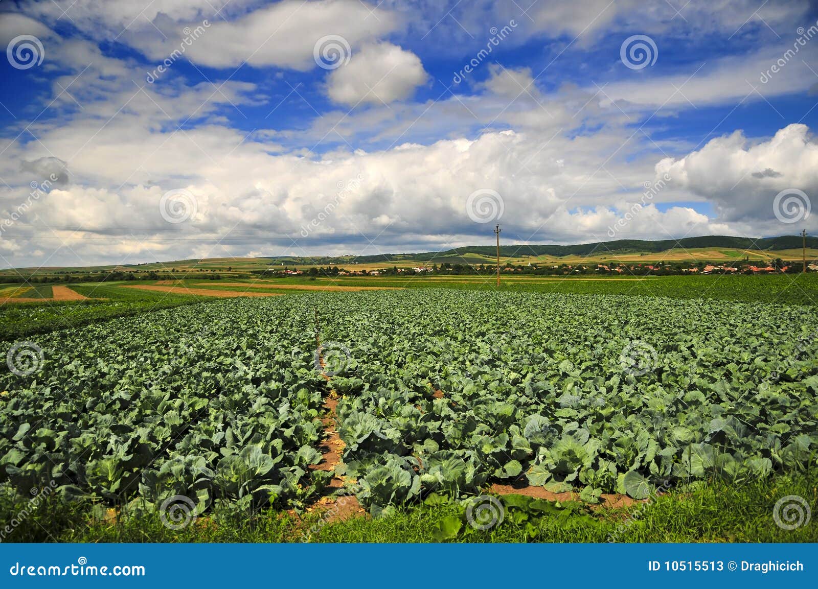 Cabbage field stock image. Image of natural, farming - 10515513