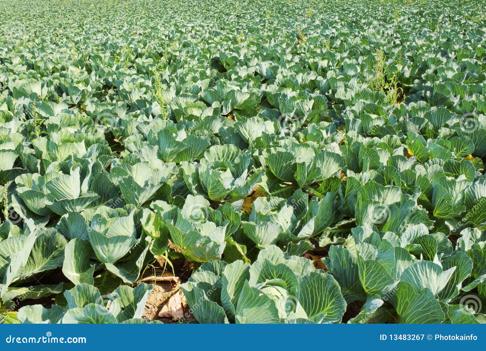 Cabbage field stock image. Image of cabbage, weather - 13483267