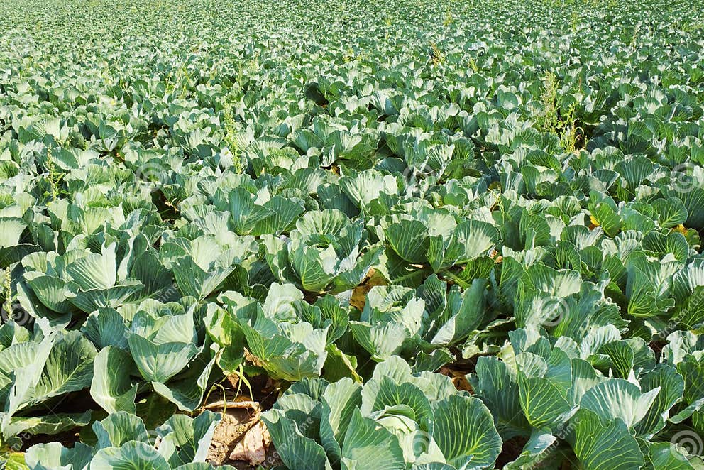 Cabbage field stock image. Image of cabbage, weather - 13483267