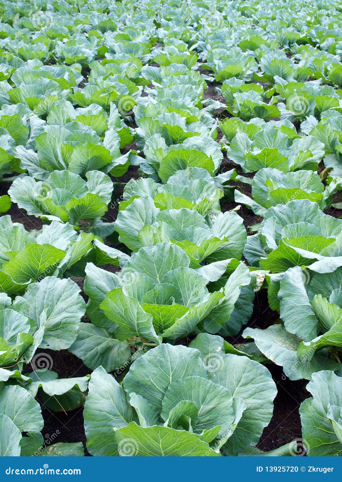 Cabbage field stock photo. Image of foliage, head, autumn - 13925720