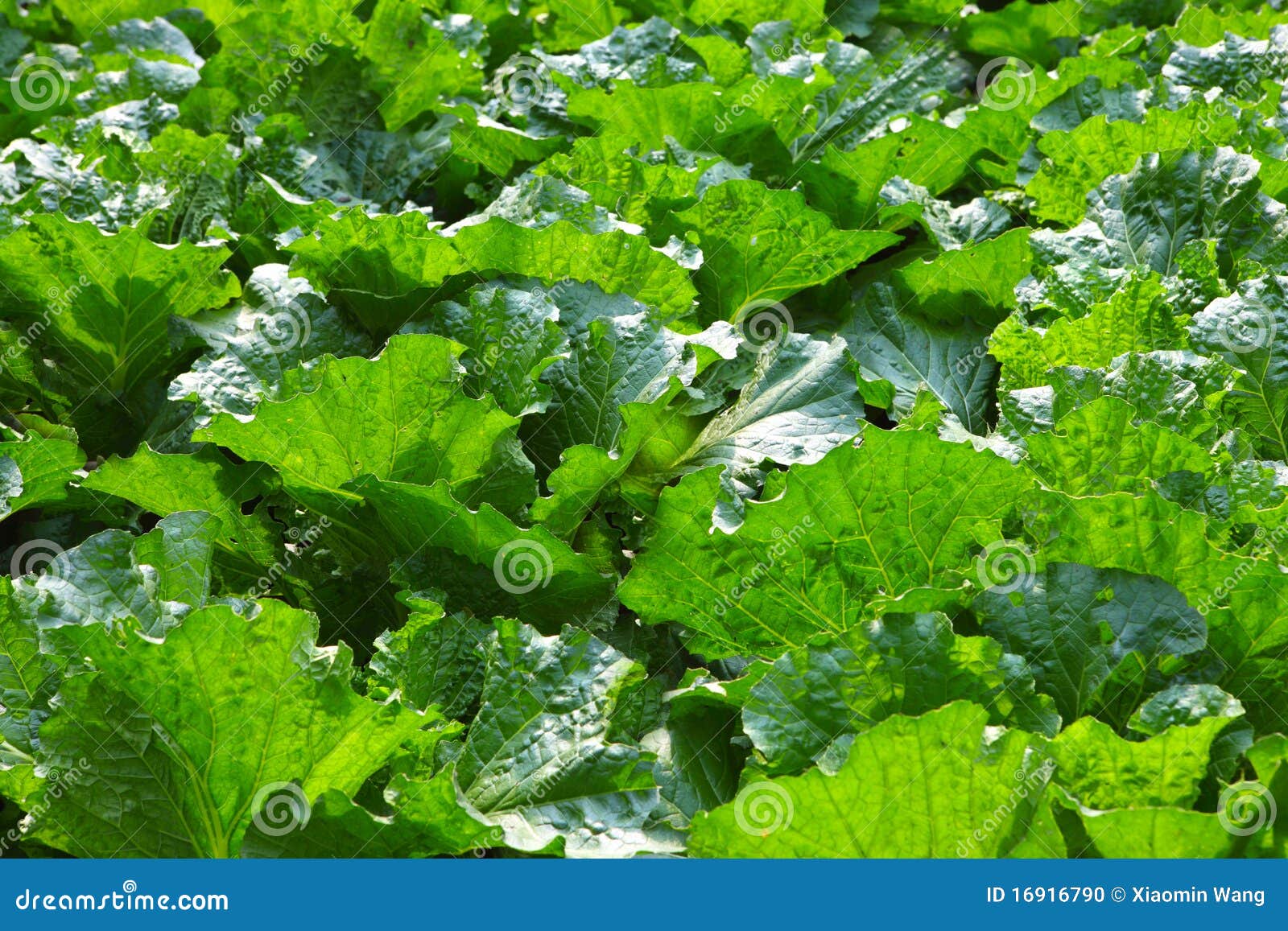 Cabbage field stock photo. Image of food, simmer, field - 16916790