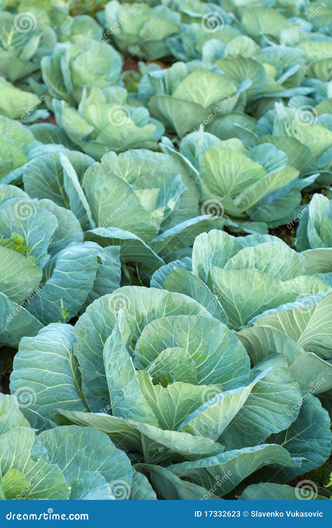 Cabbage field stock image. Image of field, vertical, garden - 17332623