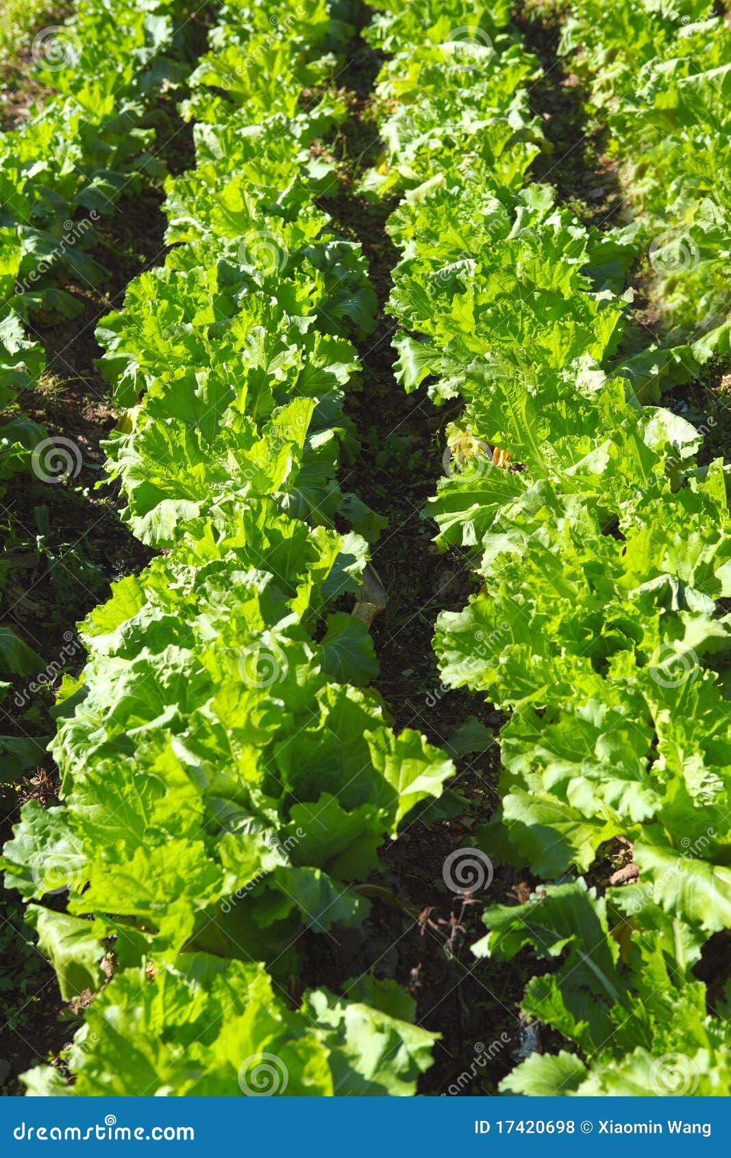 Cabbage field stock photo. Image of side, country, rural - 17420698