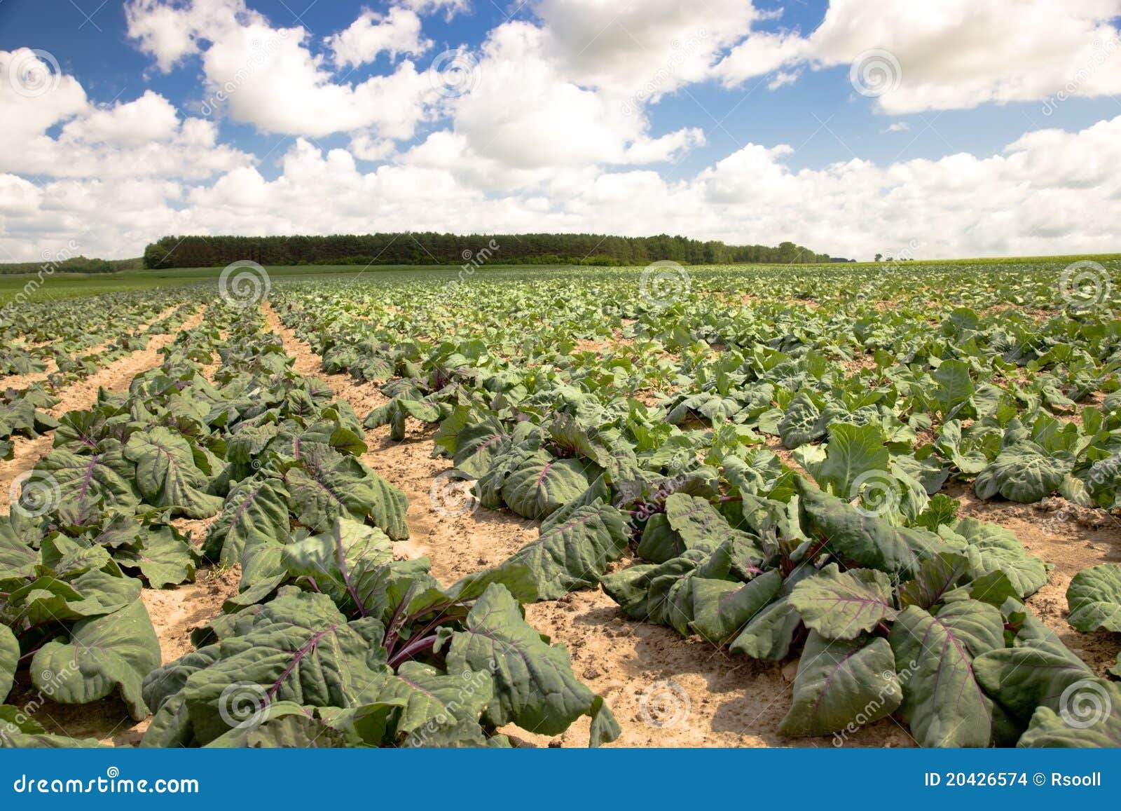 Cabbage field stock photo. Image of landscape, cabbage - 20426574