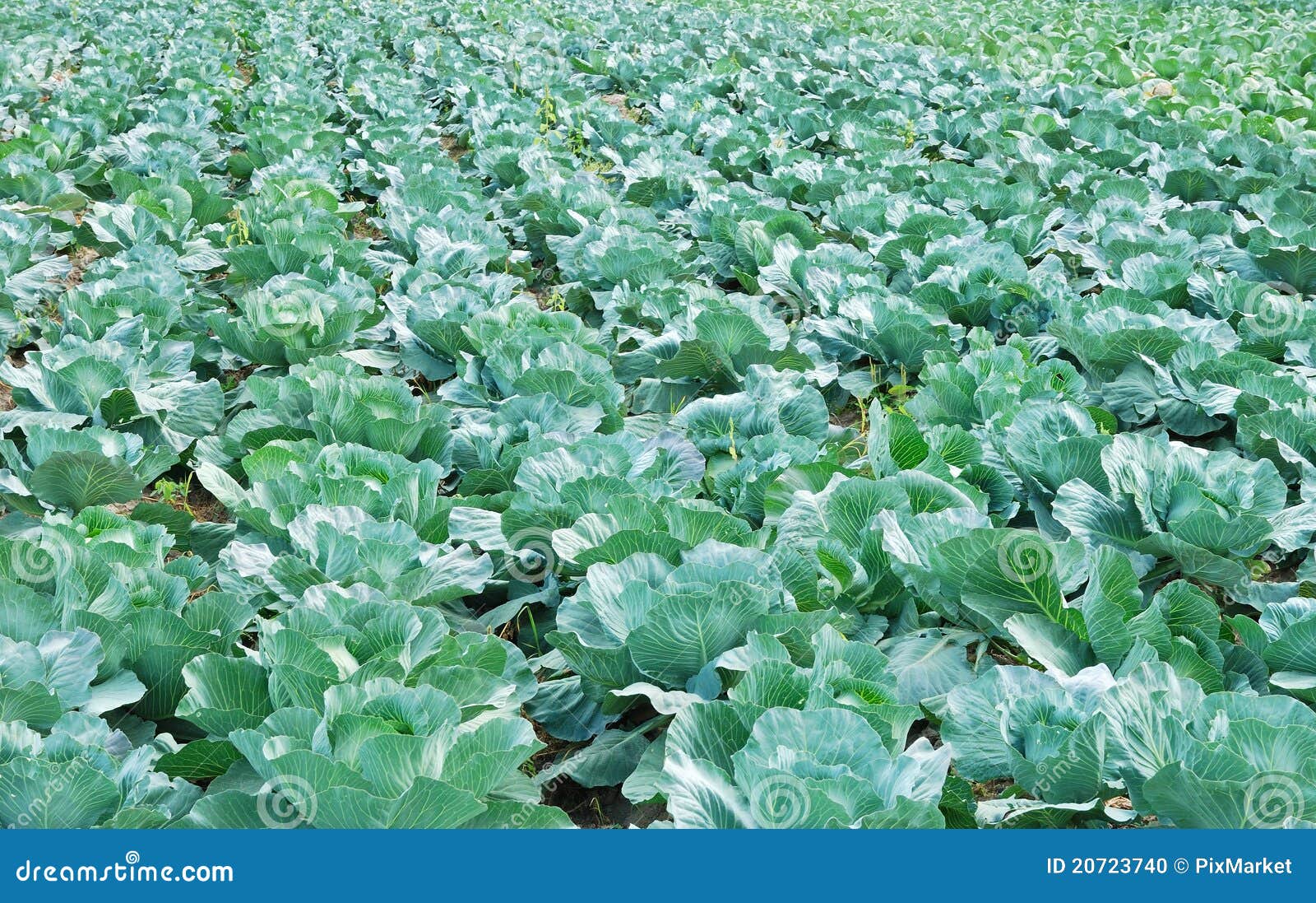 Cabbage field stock photo. Image of fresh, agriculture - 20723740