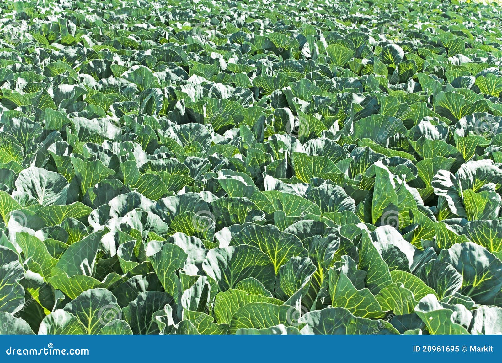 Cabbage field stock image. Image of plants, pattern, green - 20961695
