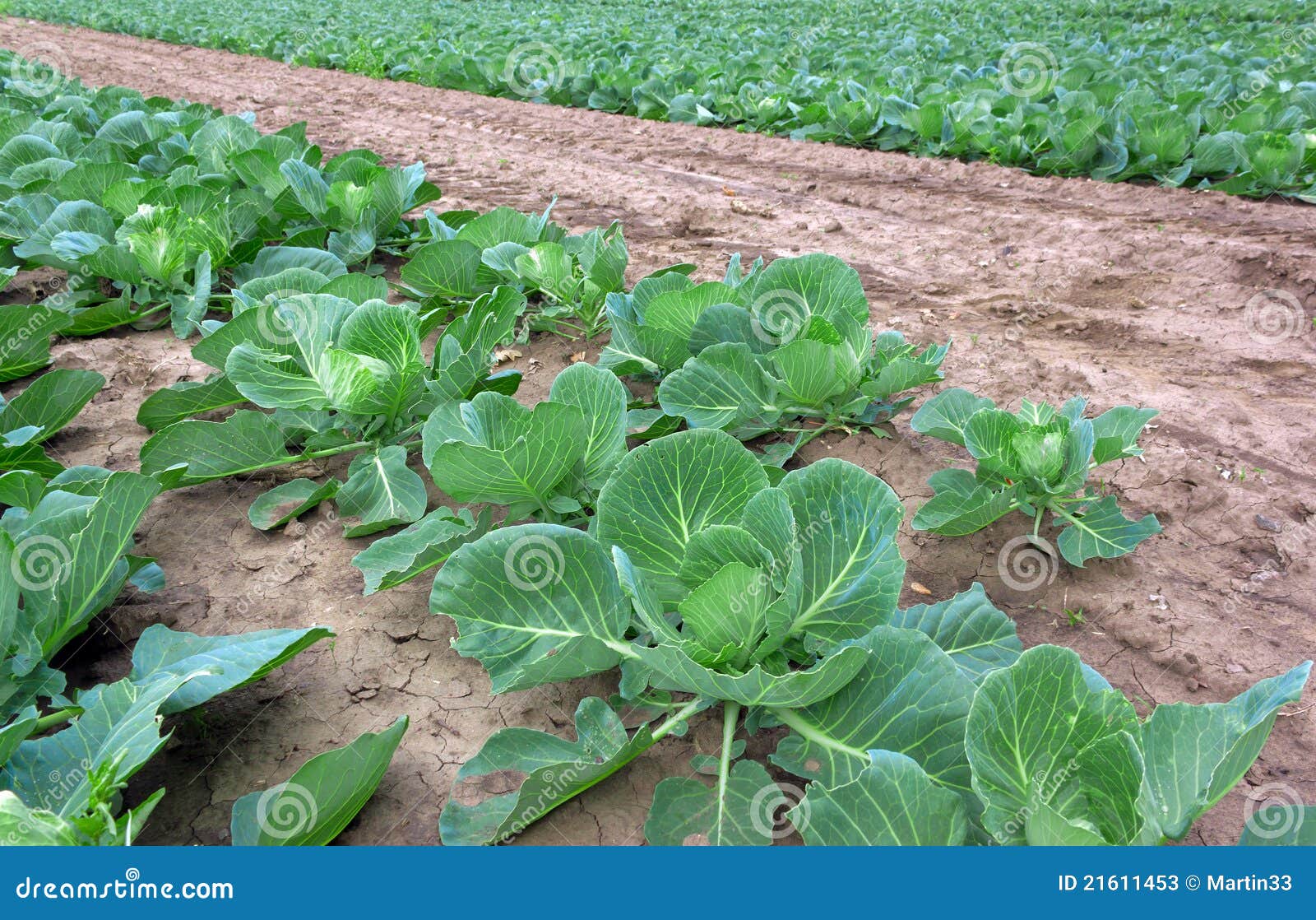 Cabbage field stock image. Image of organic, fresh, healthy - 21611453