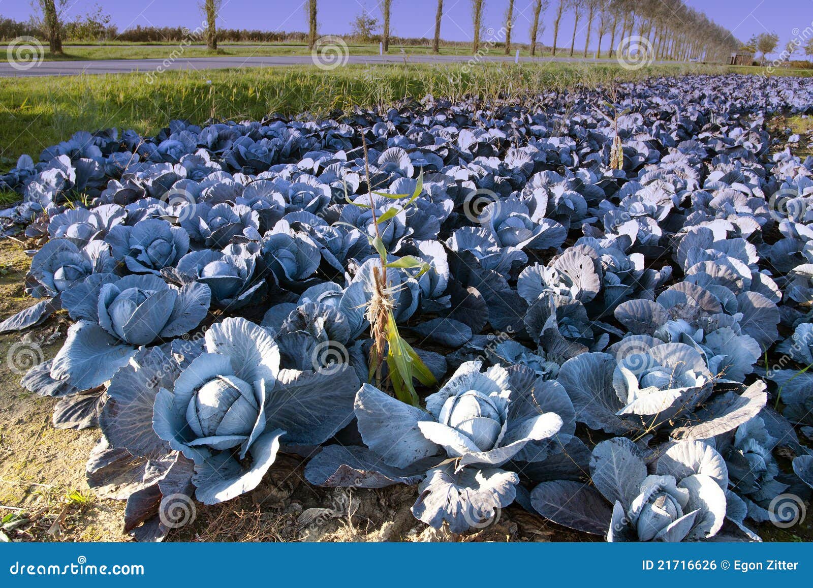 Cabbage field stock photo. Image of fiber, environmental - 21716626