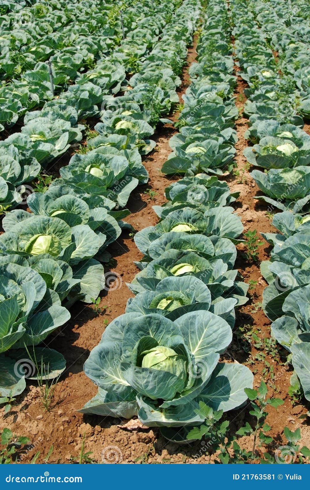 Cabbage field stock image. Image of leaves, leaf, food - 21763581