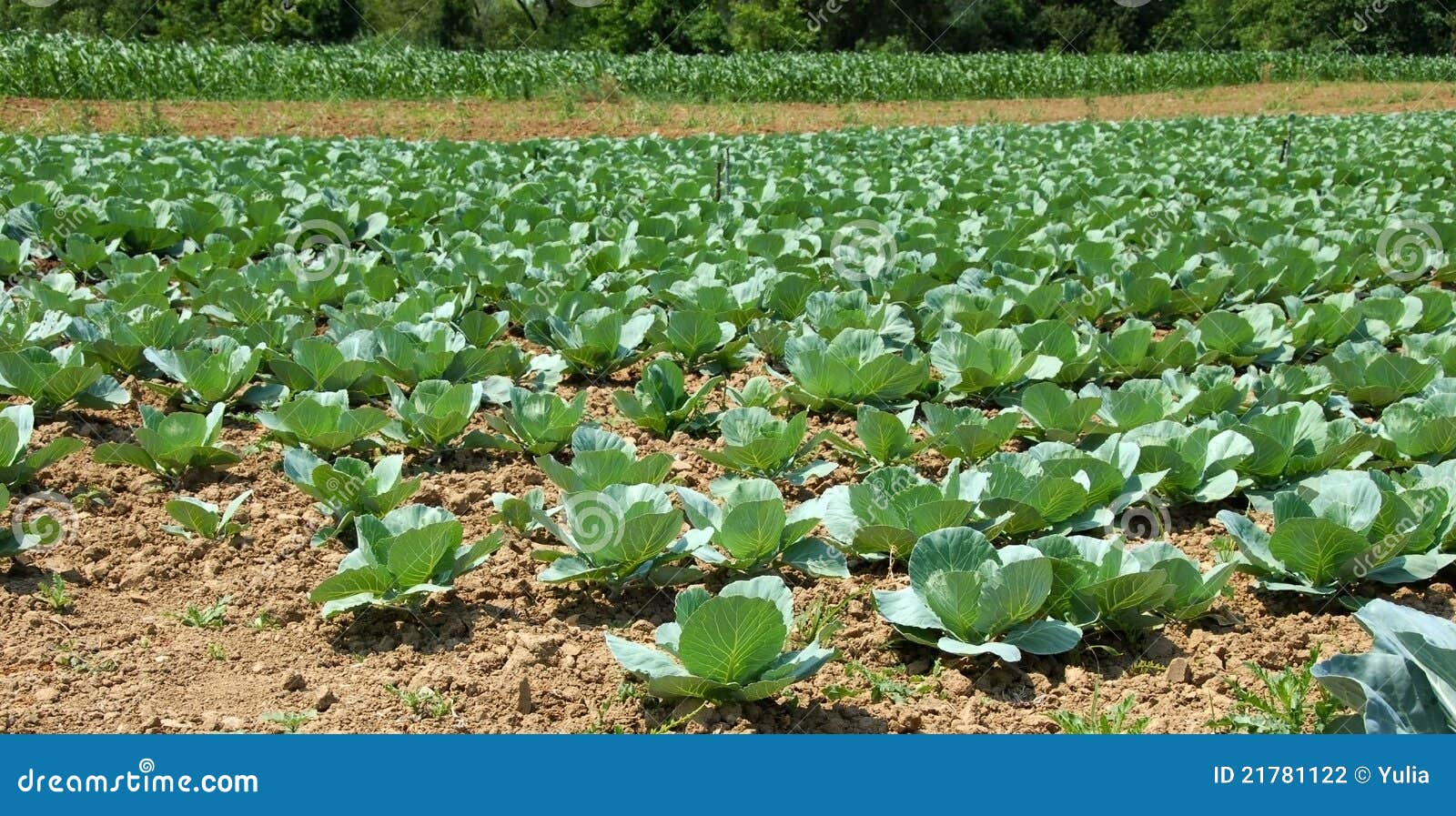 Cabbage field stock photo. Image of leaves, brown, green - 21781122