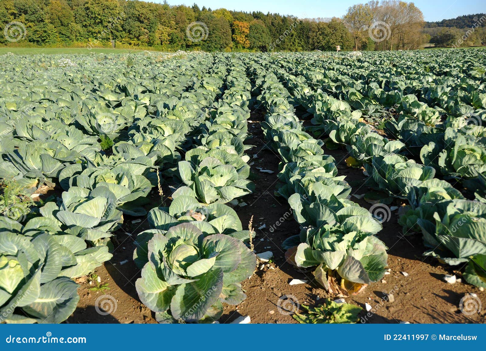 Cabbage field stock image. Image of field, brown, earth - 22411997
