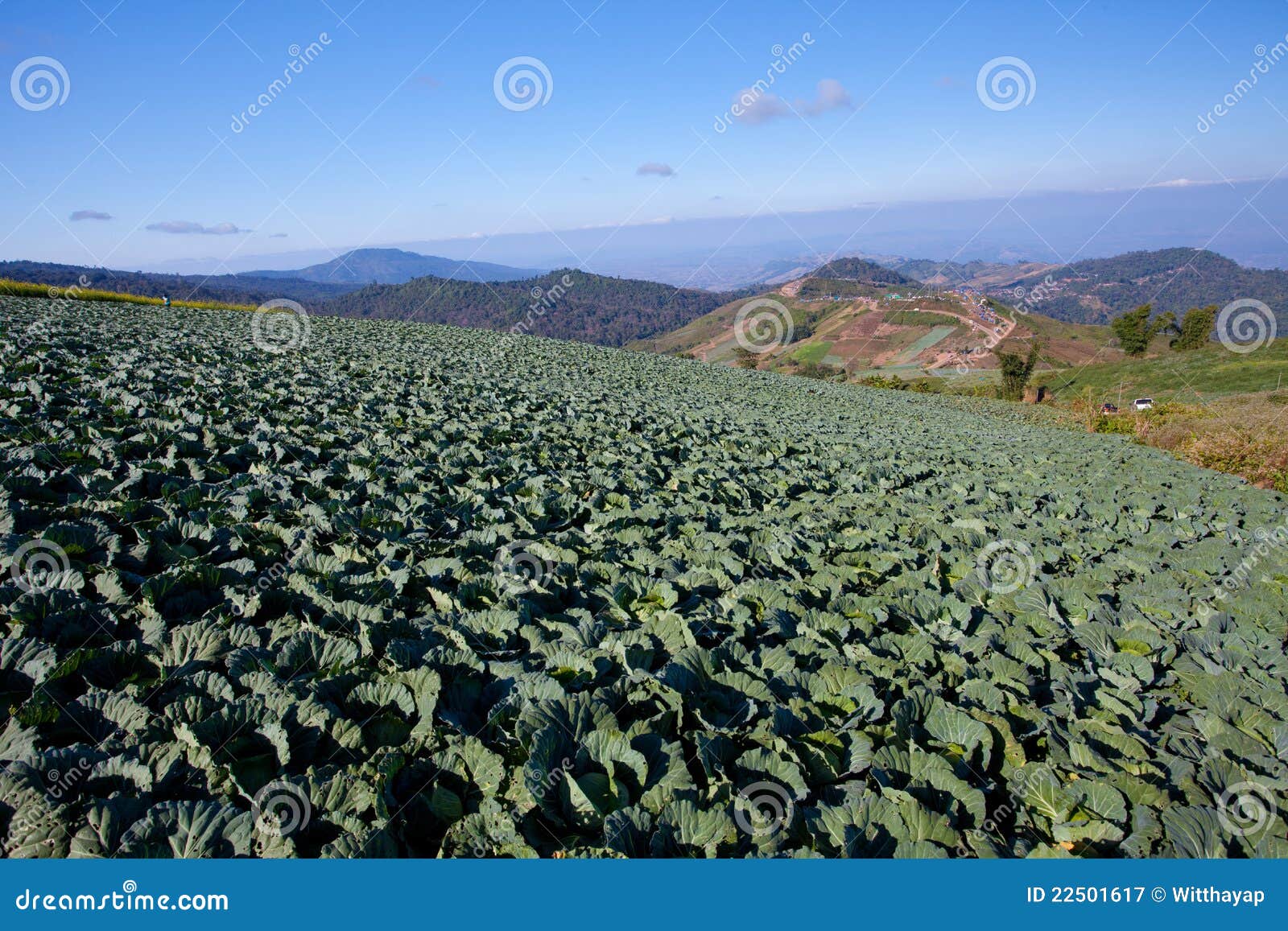 Cabbage field stock image. Image of nourishment, dirt - 22501617