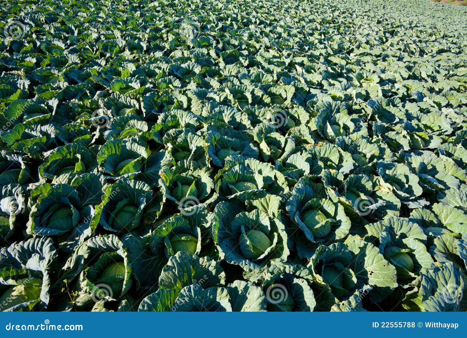 Cabbage field stock photo. Image of meadow, landscape - 22555788