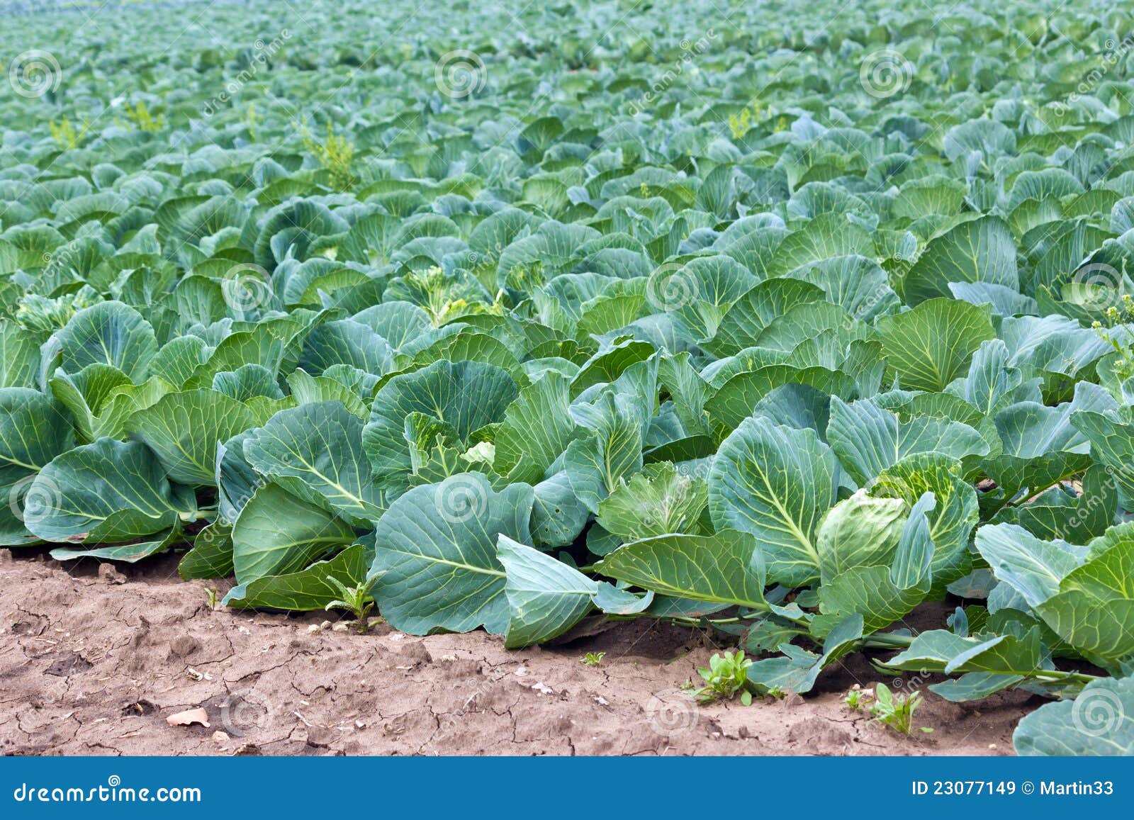 Cabbage Field Royalty Free Stock Images - Image: 23077149 Cabbage Field Royalty Free Stock Images - Image: 23077149