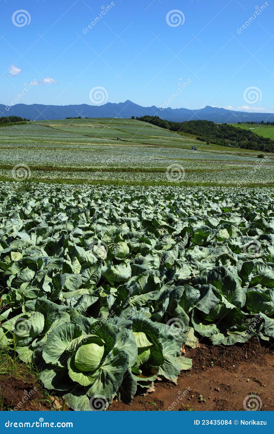 Cabbage field stock photo. Image of hill, fall, blue - 23435084