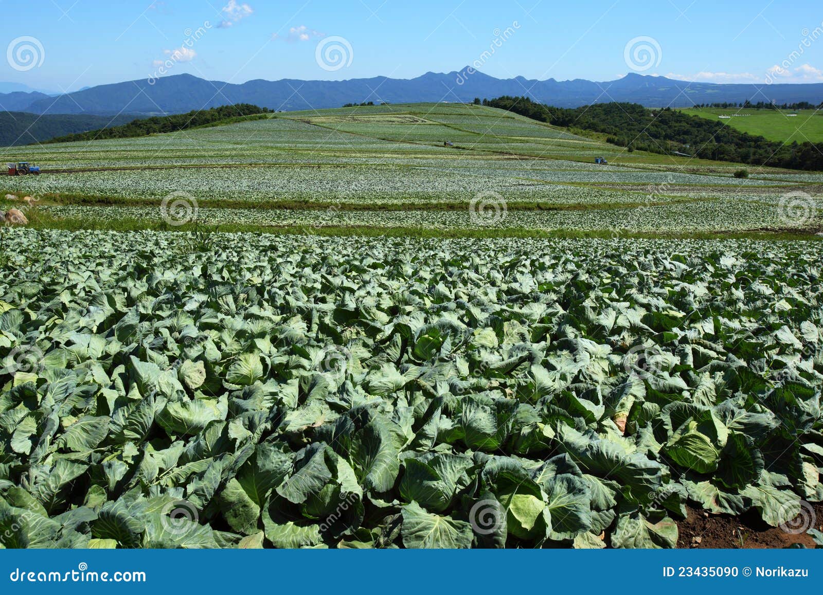 Cabbage field stock photo. Image of landscape, agriculture - 23435090