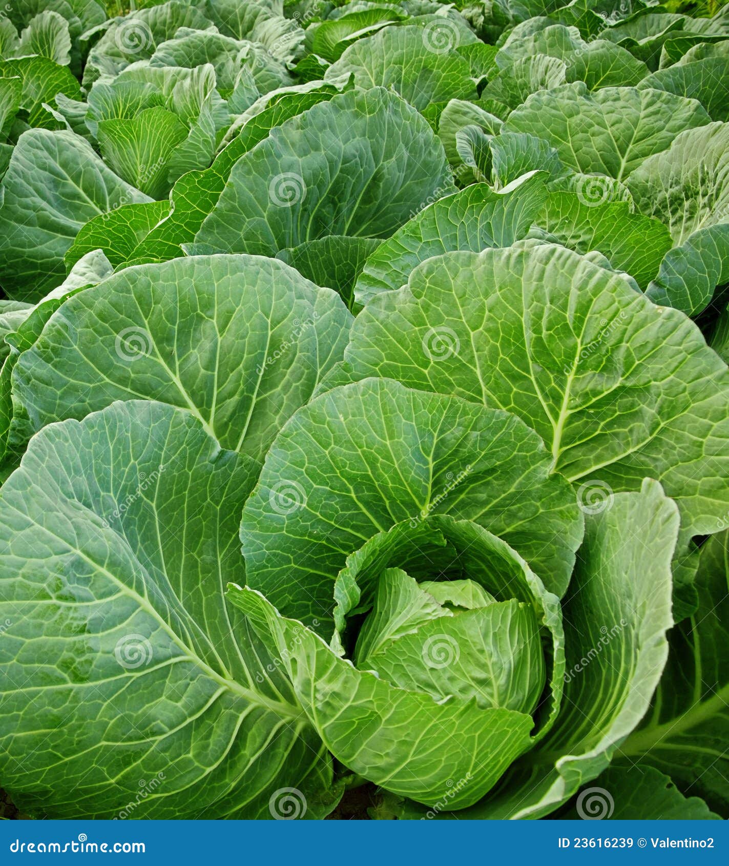 Cabbage field stock image. Image of cabbage, plant, fresh - 23616239
