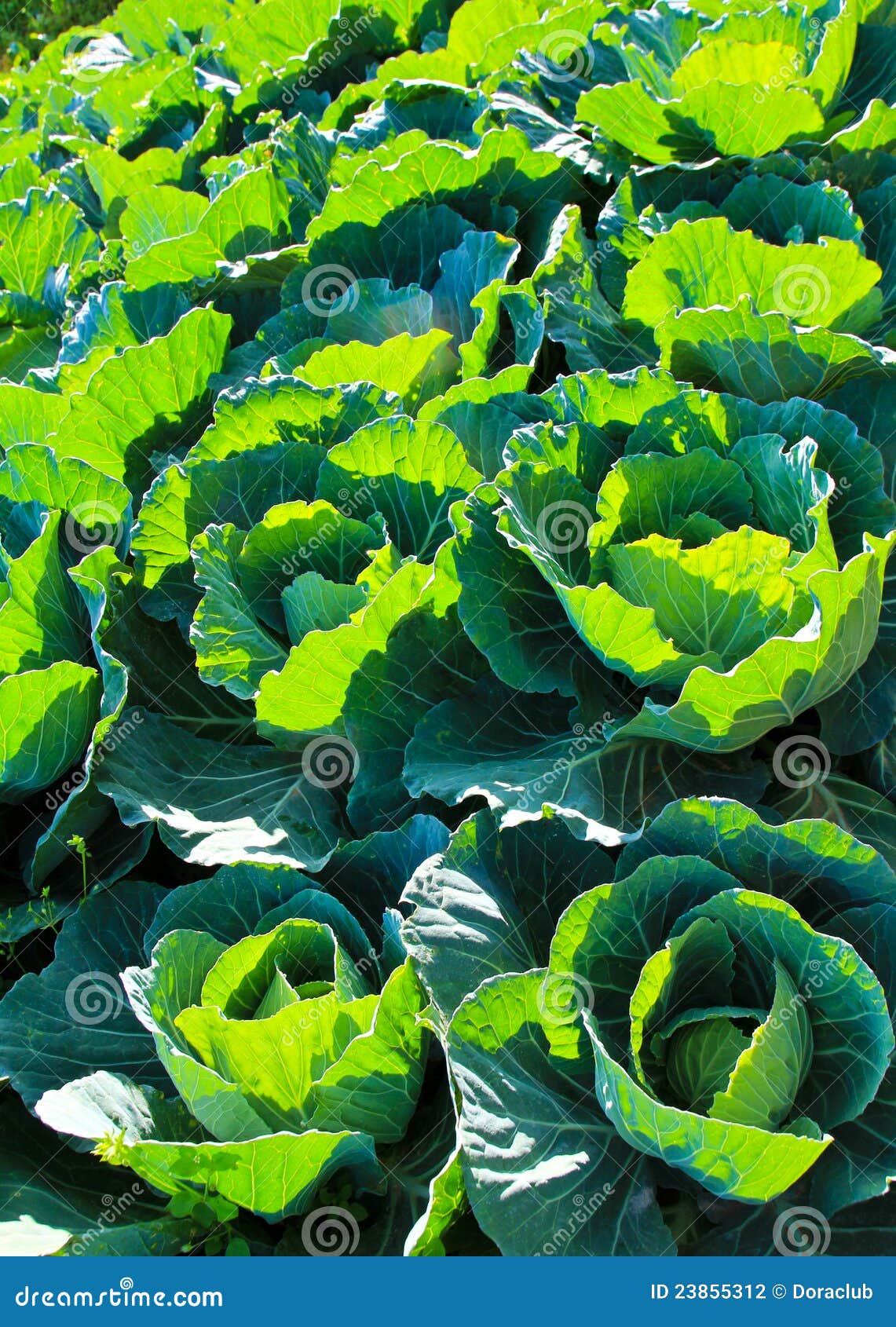 Cabbage field. stock photo. Image of agriculture, vegetable - 23855312