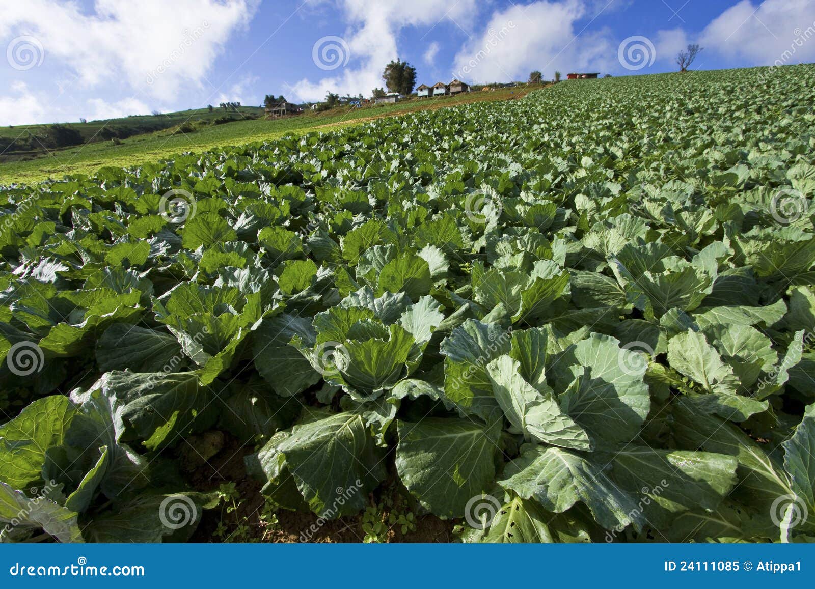 Cabbage field stock image. Image of dirt, grass, life - 24111085