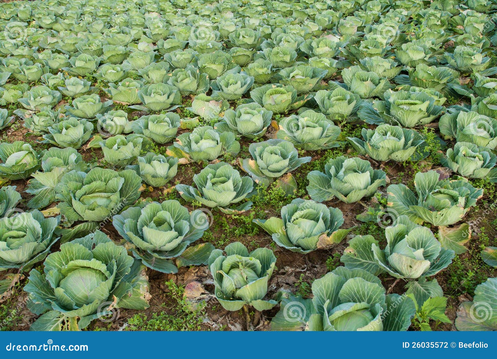 Cabbage field stock photo. Image of harvest, leaf, nature - 26035572