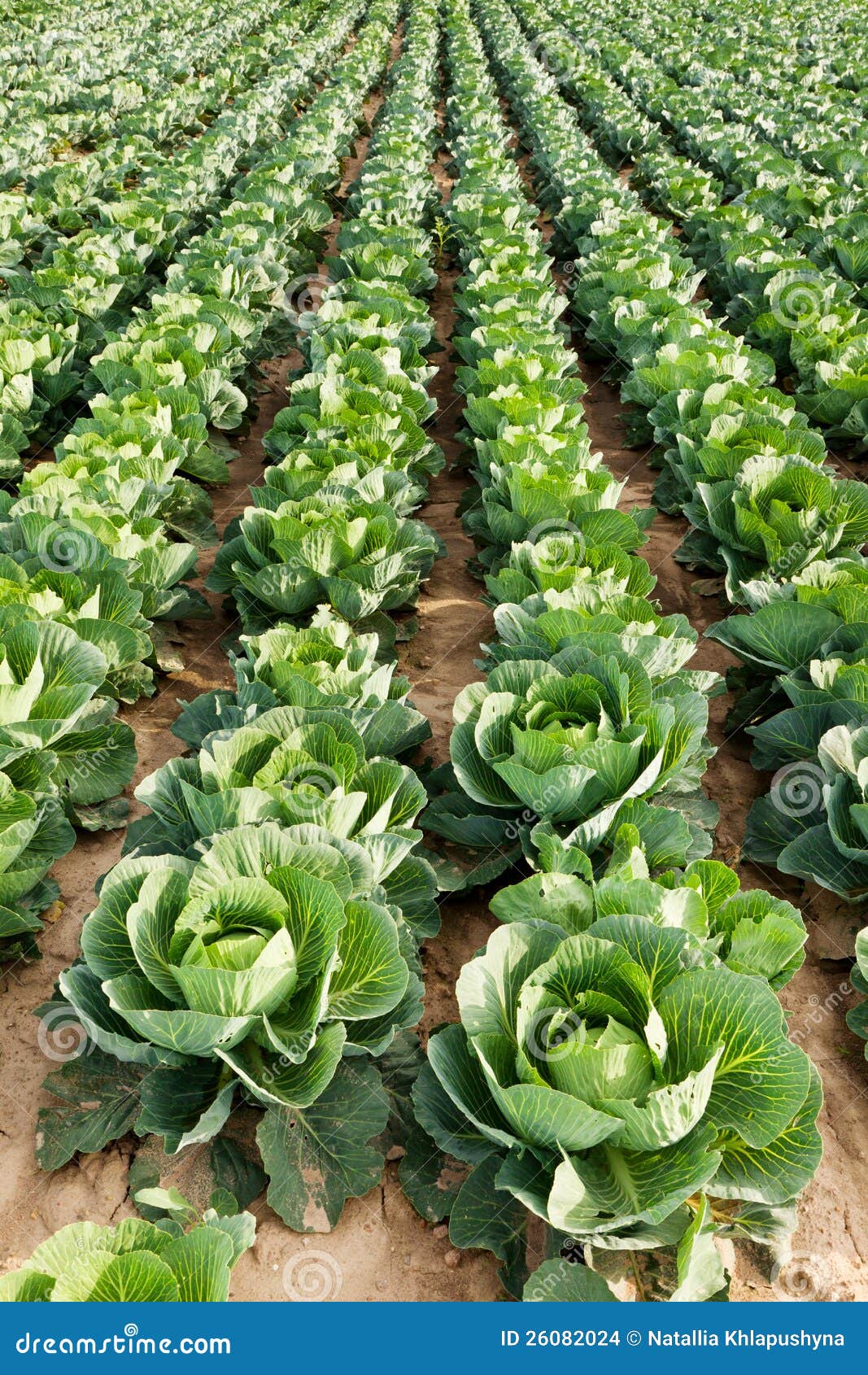 Cabbage field stock photo. Image of land, landscape, farm - 26082024