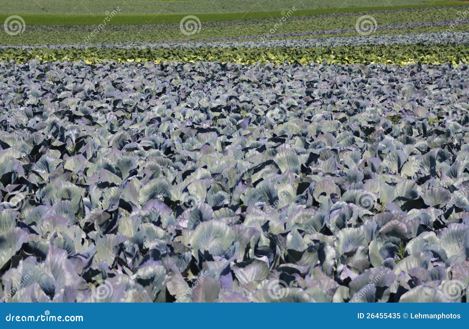 Cabbage Field Agricultural Row Crops Stock Image - Image of growing ...
