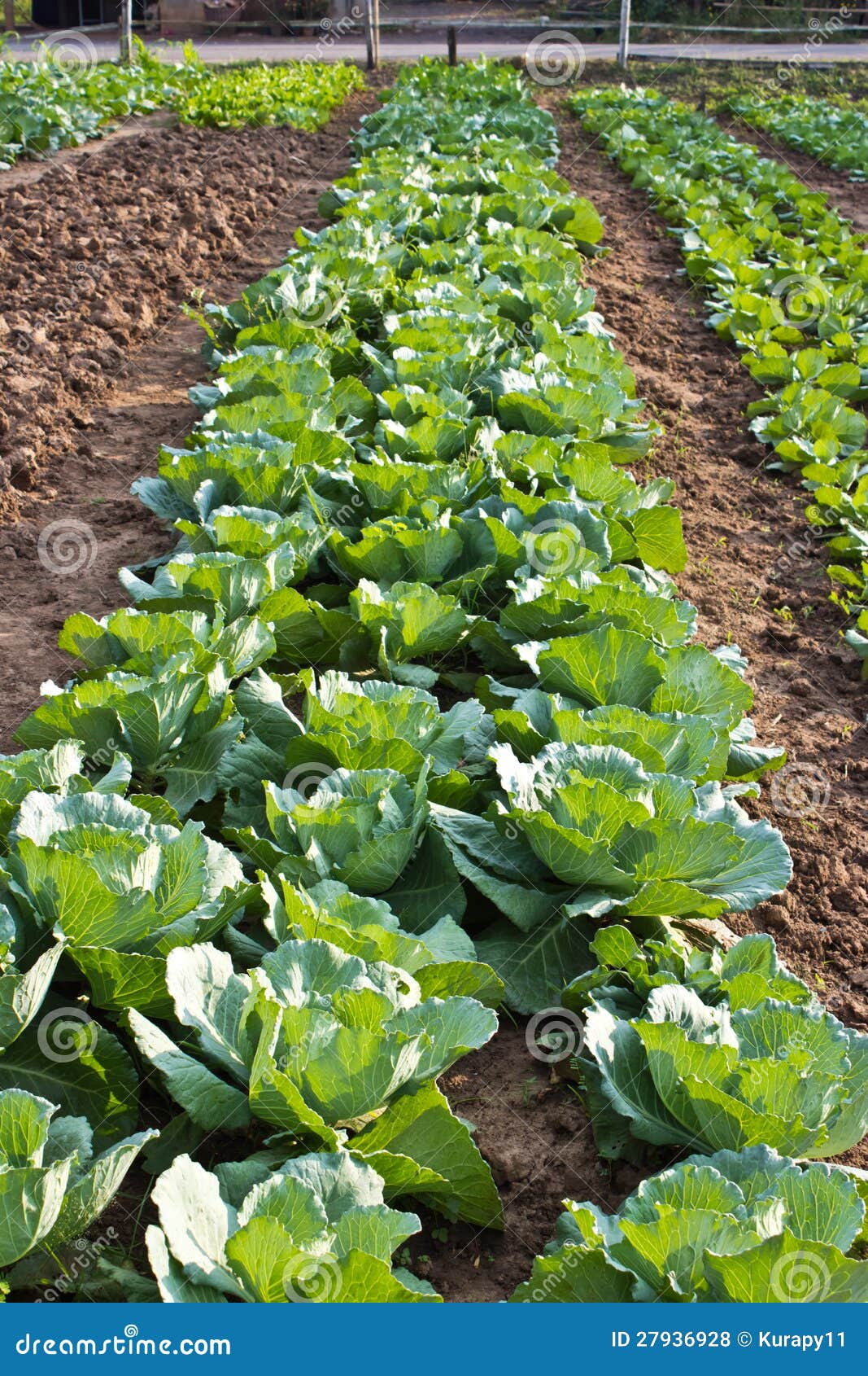 Cabbage field stock photo. Image of countryside, cultivation - 27936928