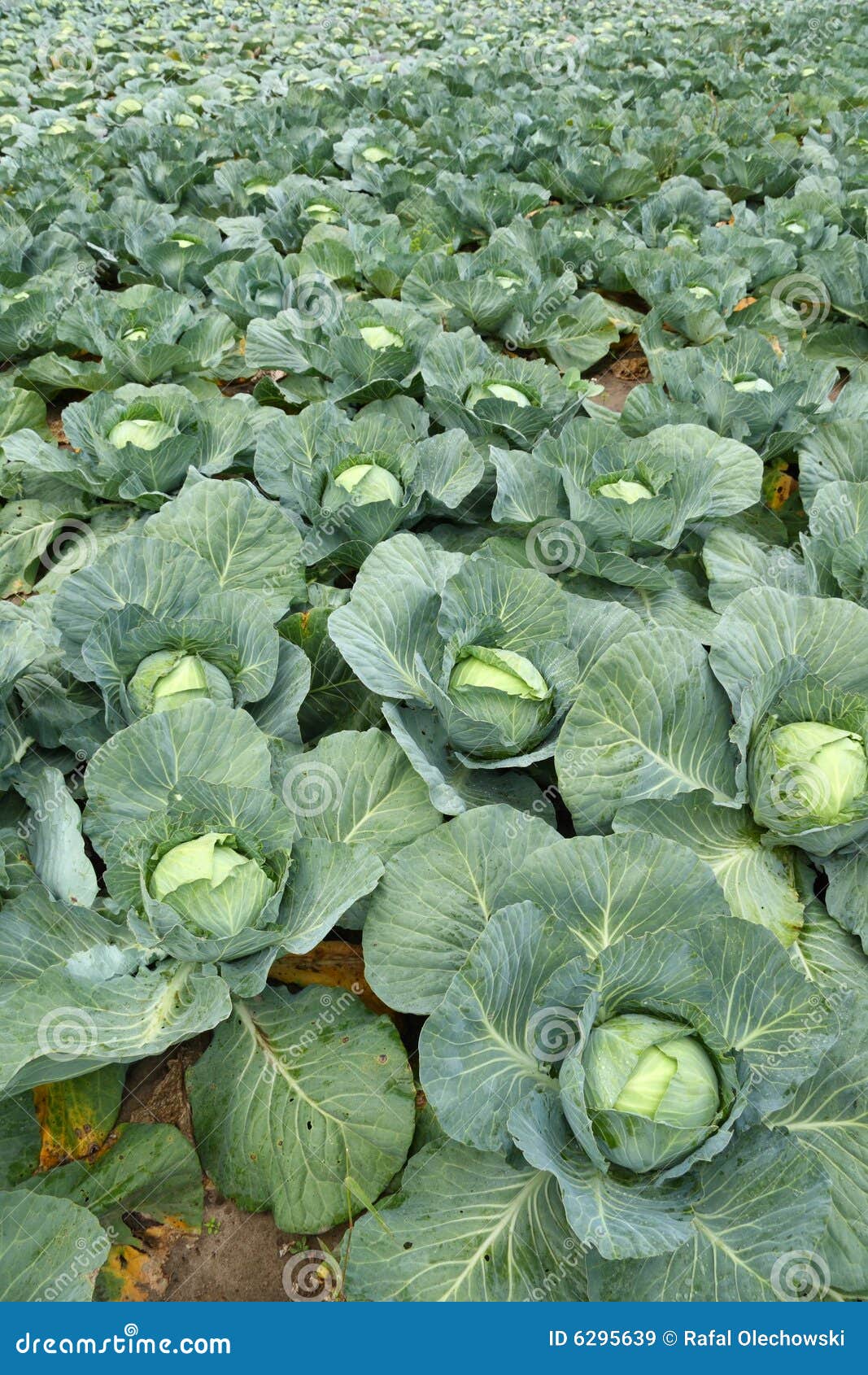 Cabbage field stock image. Image of healthy, diet, vegetable - 6295639