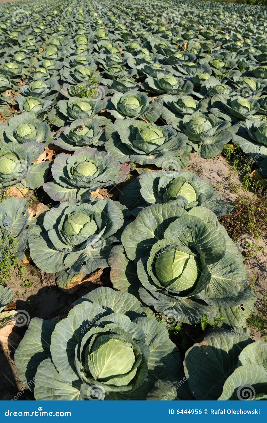 Cabbage field stock photo. Image of green, cultivate, outdoor - 6444956