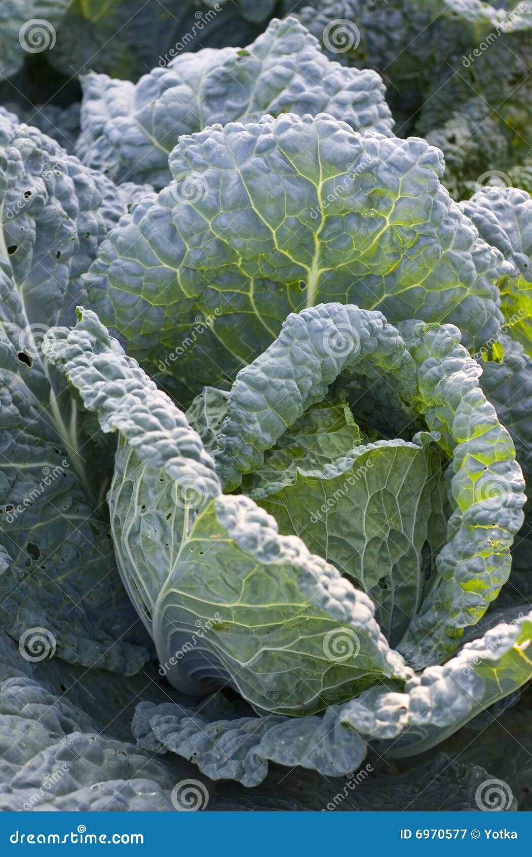 Cabbage in field stock image. Image of summer, natural - 6970577